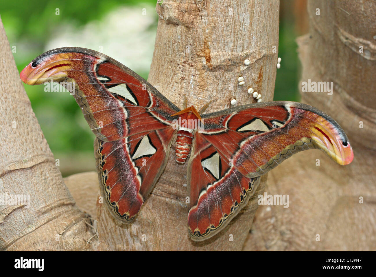 Mature moths hi-res stock photography and images - Alamy