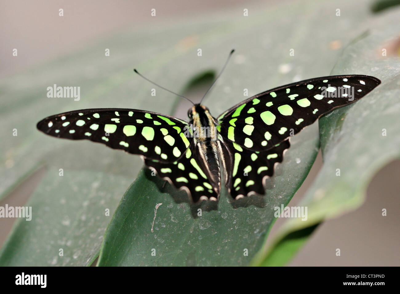 Jay france hi-res stock photography and images - Alamy