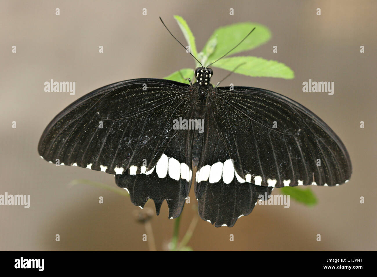 Common mormons hi-res stock photography and images - Alamy