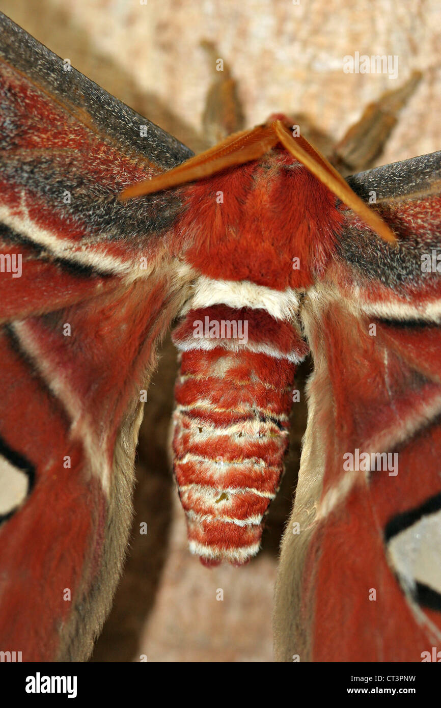 Atlas moth closeup hi-res stock photography and images - Alamy