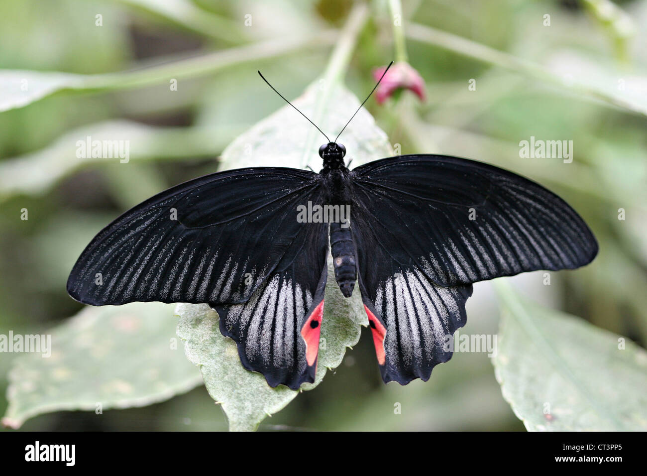 Red helen butterfly hi-res stock photography and images - Alamy