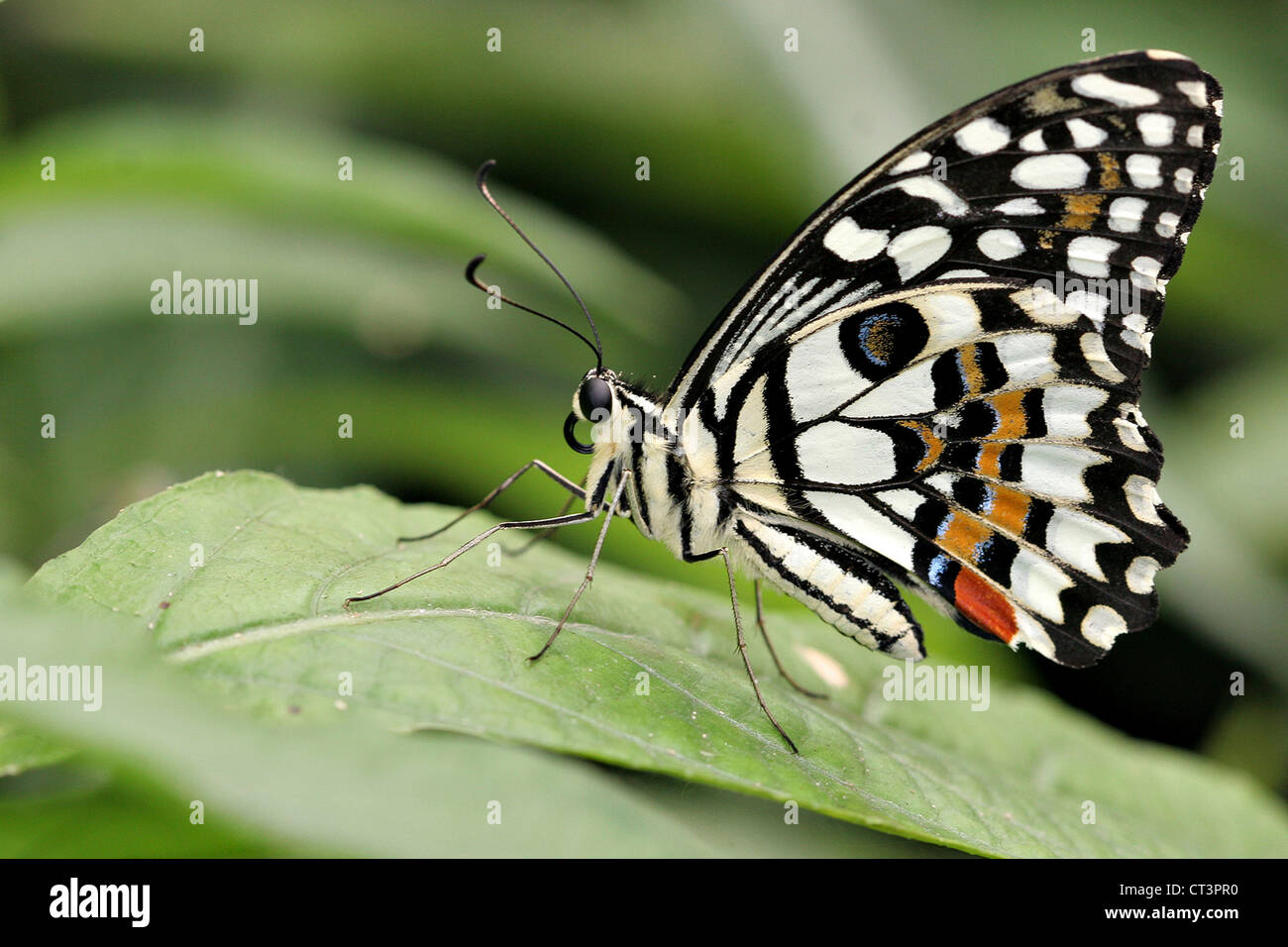 Butterfly side angle view hi-res stock photography and images - Alamy