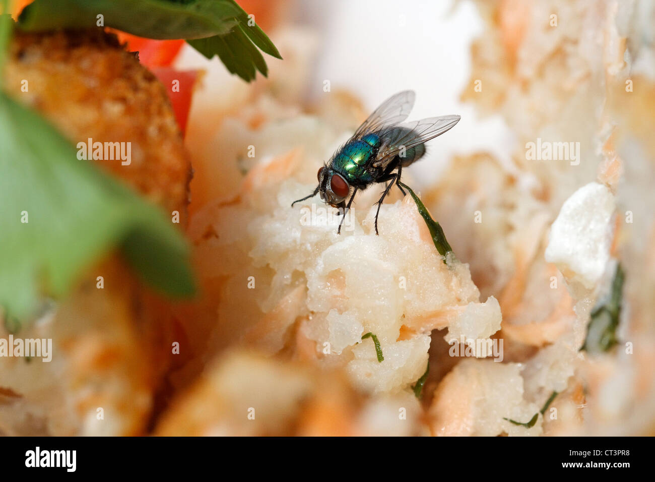 Flies Sitting On Food