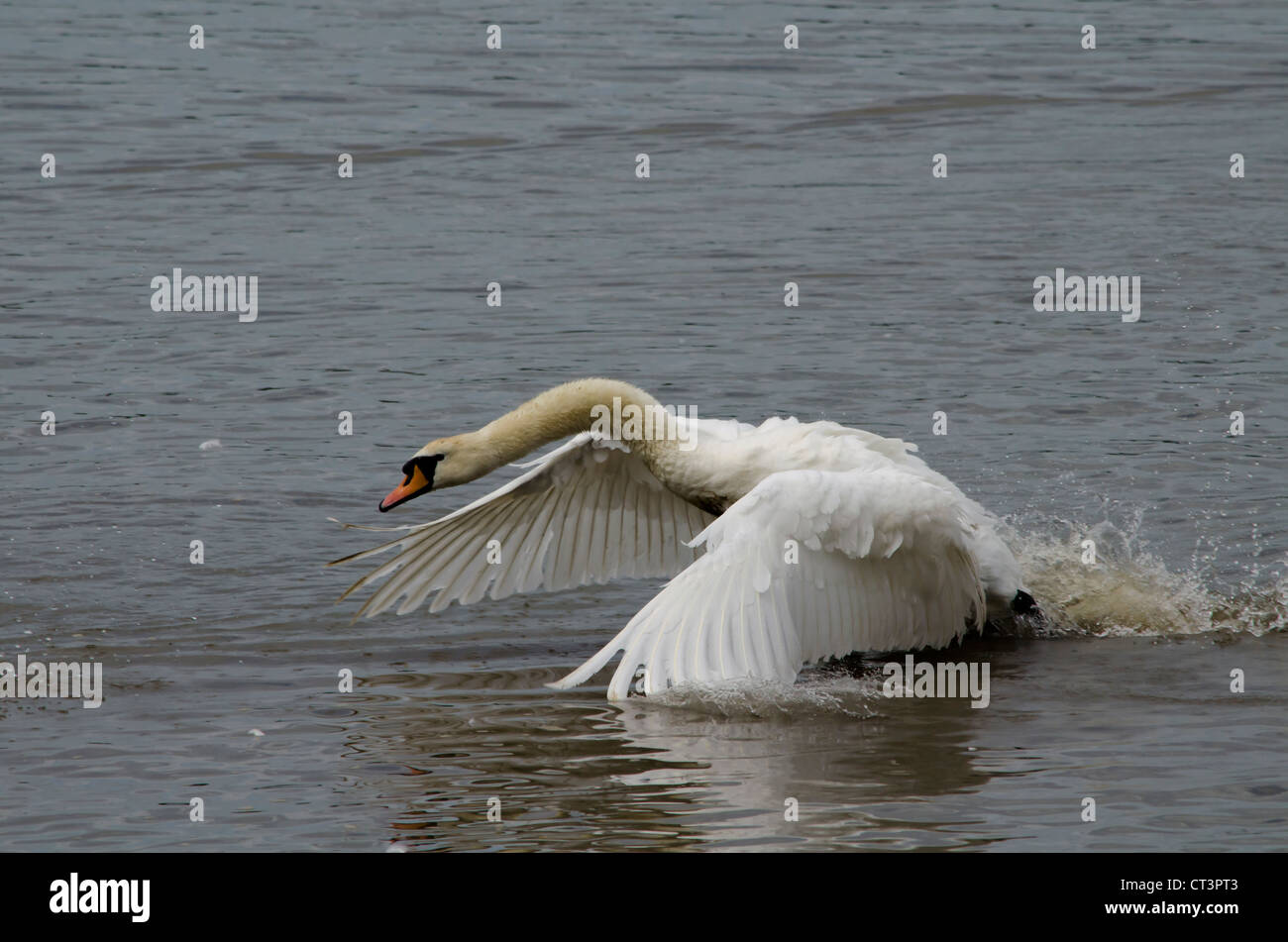 Flying rivers and wings hi-res stock photography and images - Alamy