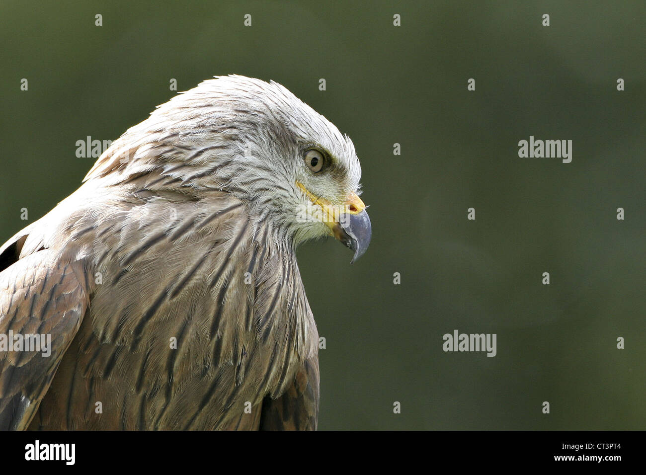 Falconiforme hi-res stock photography and images - Alamy