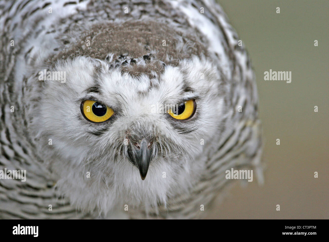 Aggressive owl hi-res stock photography and images - Alamy
