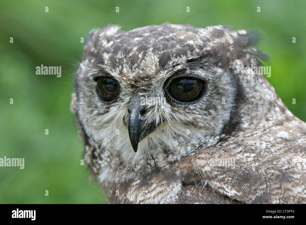 Spotted eagle owls bubo africanus hi-res stock photography and images ...