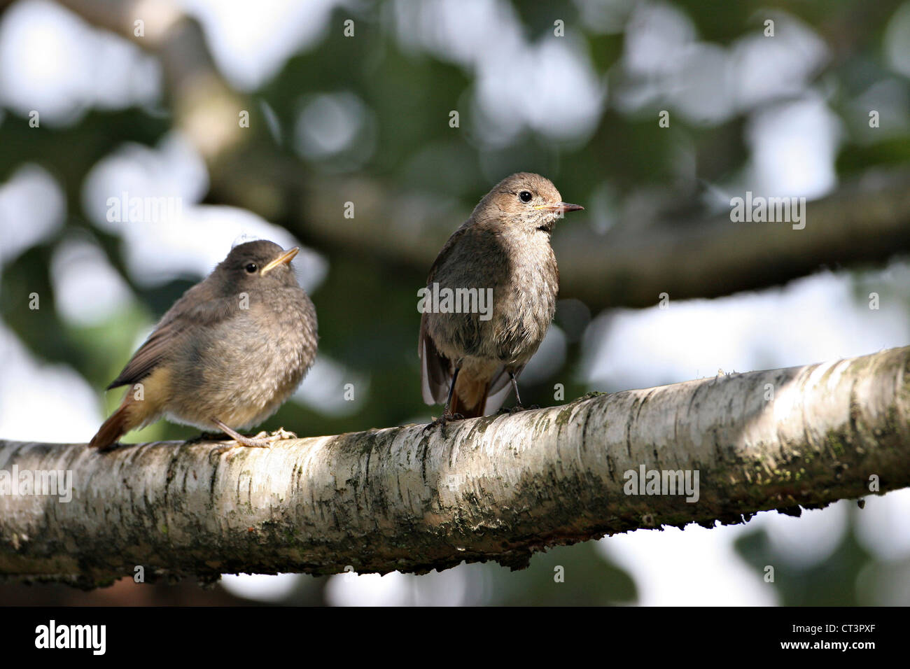 Juvenile common redstart hi-res stock photography and images - Alamy