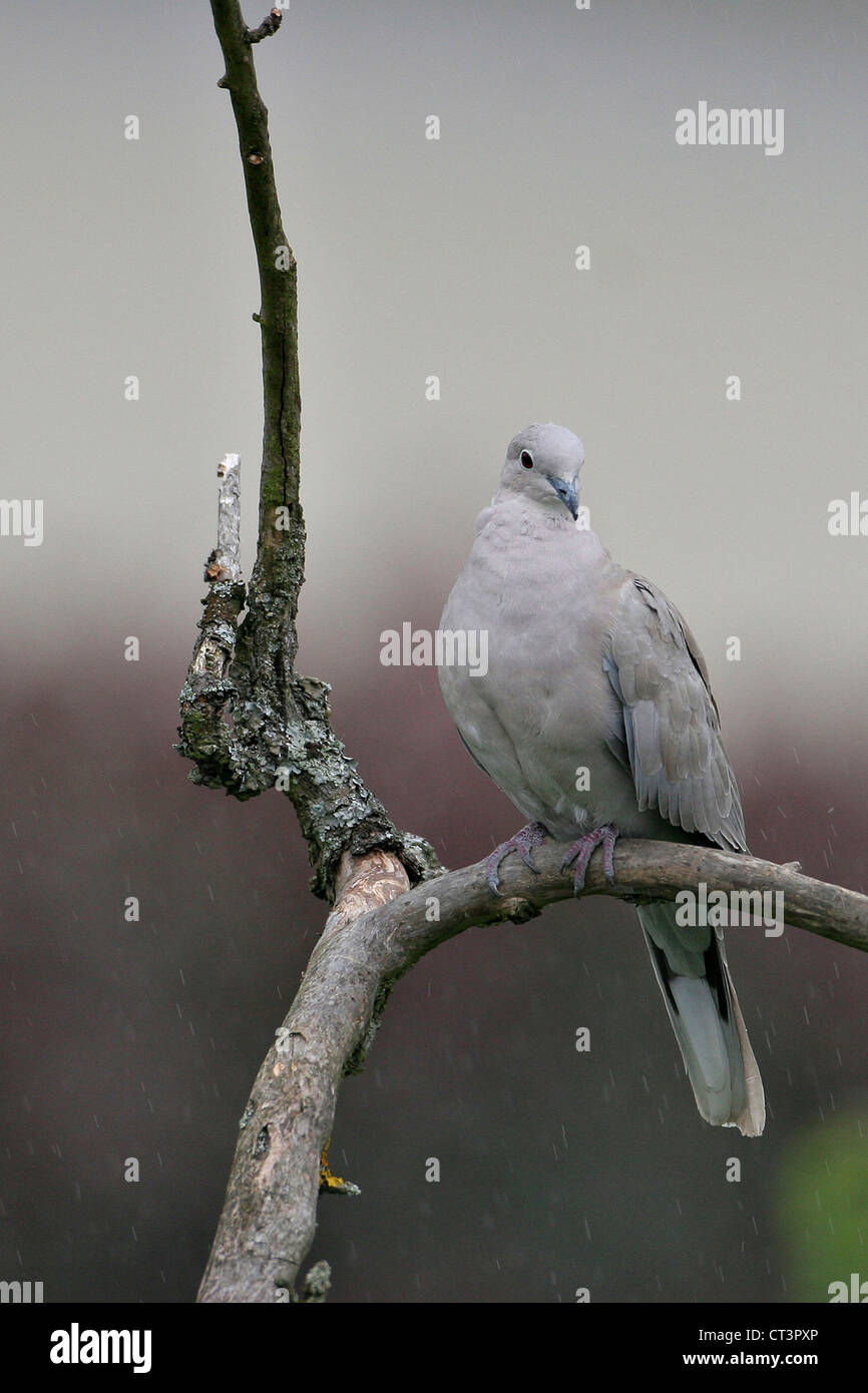 EURASIAN COLLARED DOVE Stock Photo - Alamy
