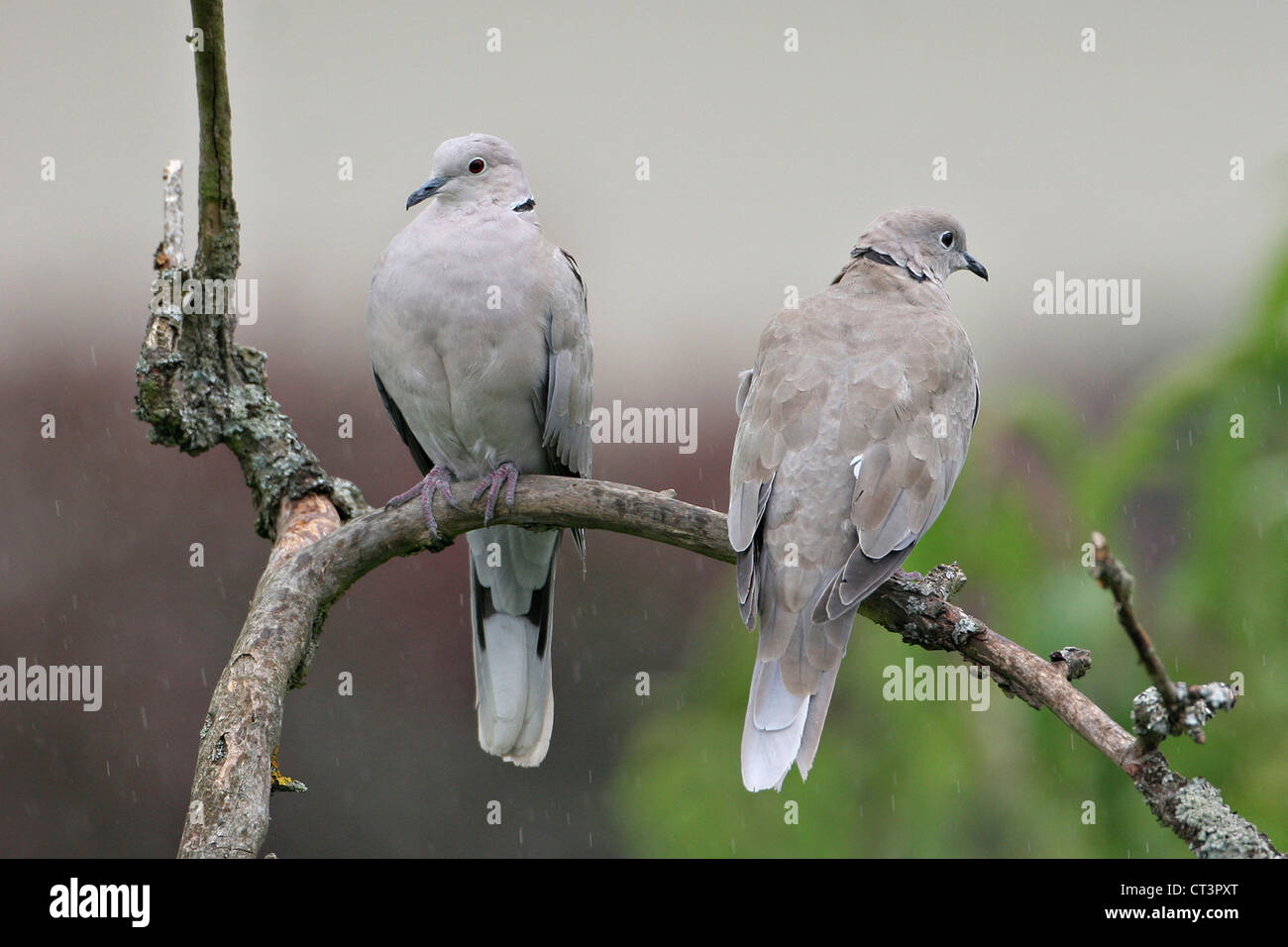 Collared dove pairs hi-res stock photography and images - Alamy