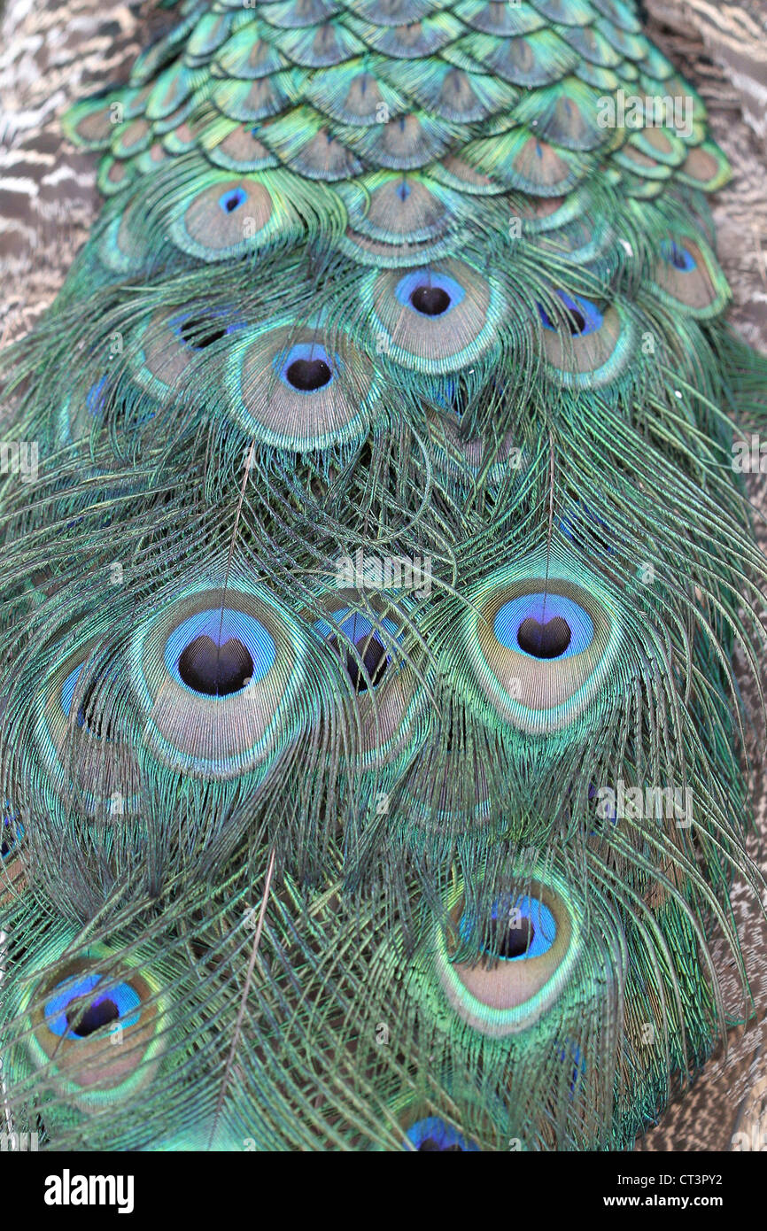 Detailed peacock hi-res stock photography and images - Alamy