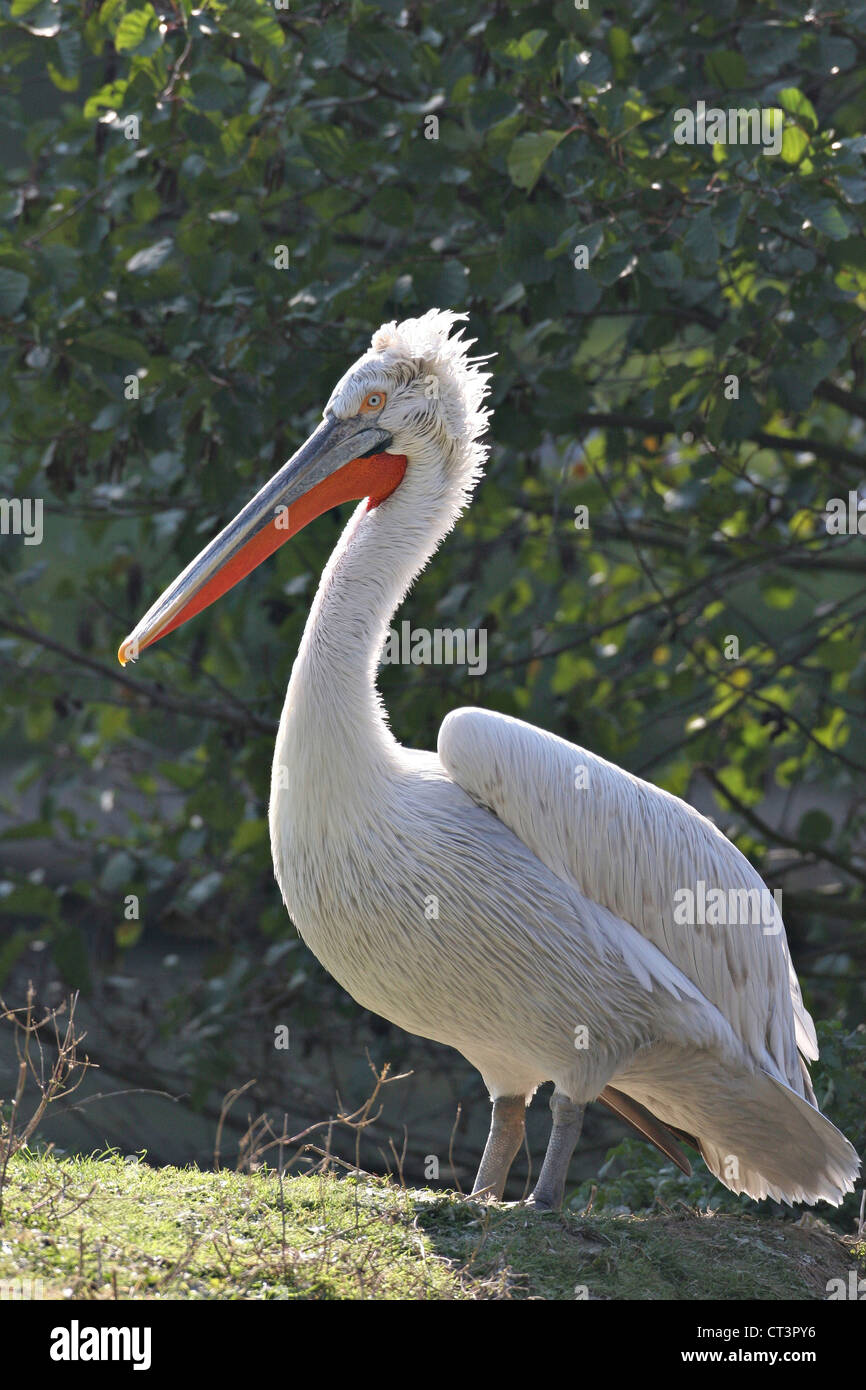 GREAT WHITE PELICAN Stock Photo - Alamy