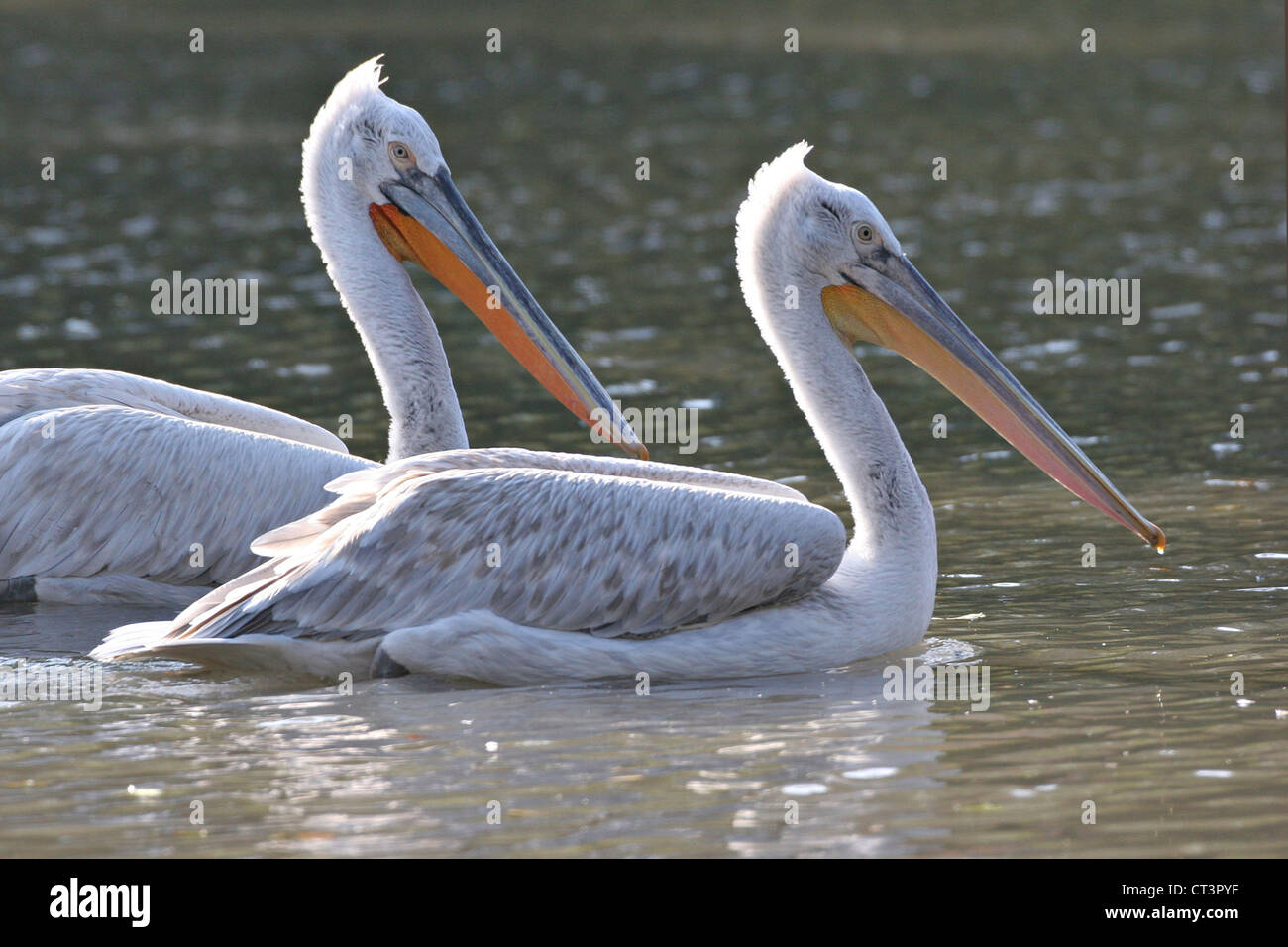 GREAT WHITE PELICAN Stock Photo - Alamy
