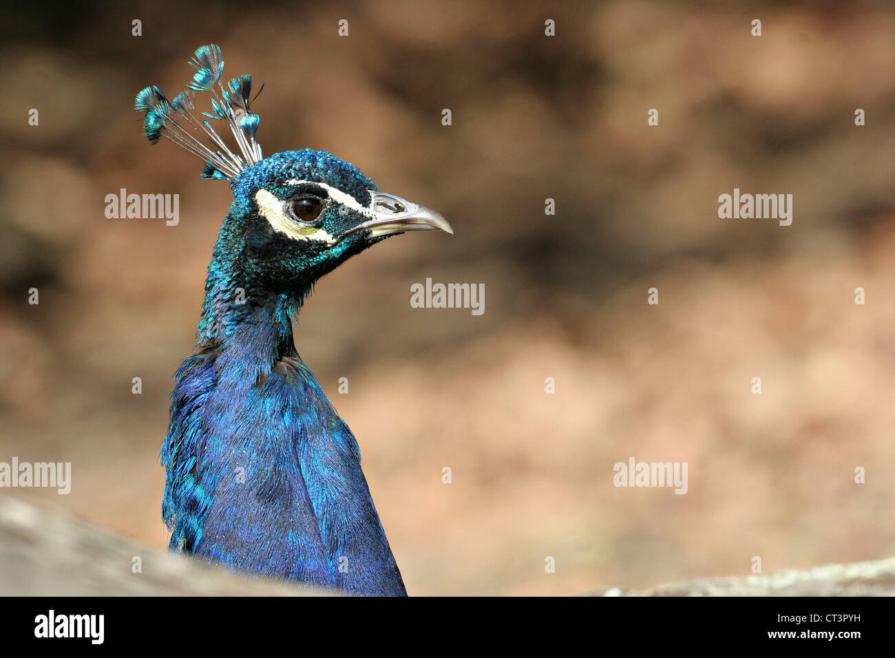 Common peafowls hi-res stock photography and images - Alamy