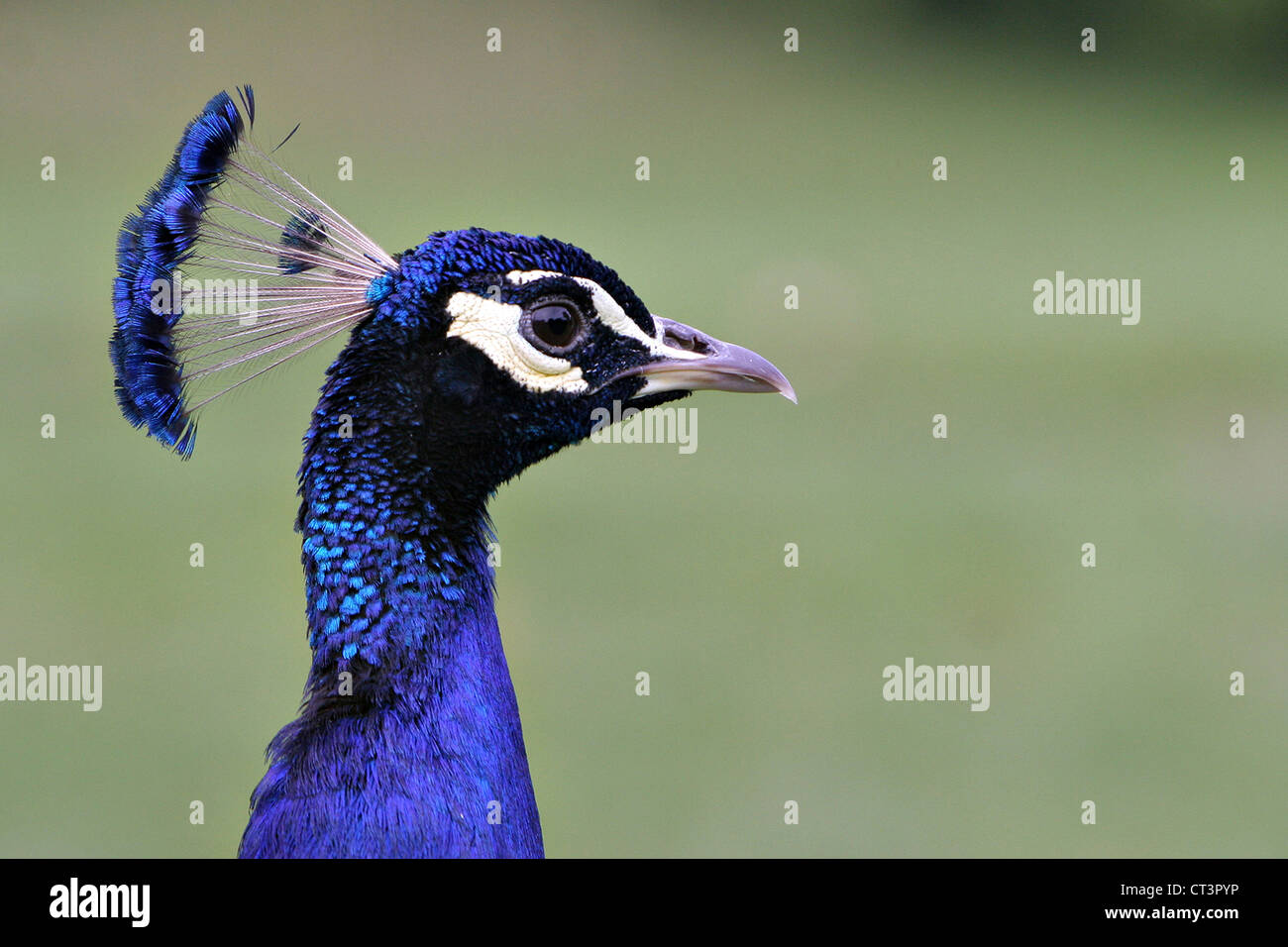 Common peafowls hi-res stock photography and images - Alamy