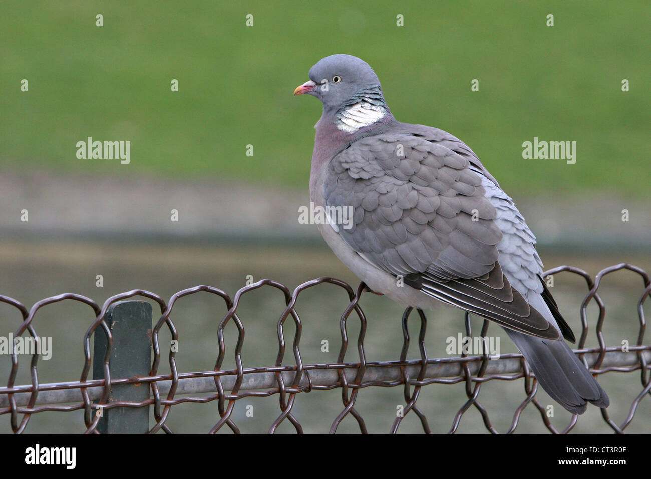 COMMON WOOD PIGEON Stock Photo - Alamy