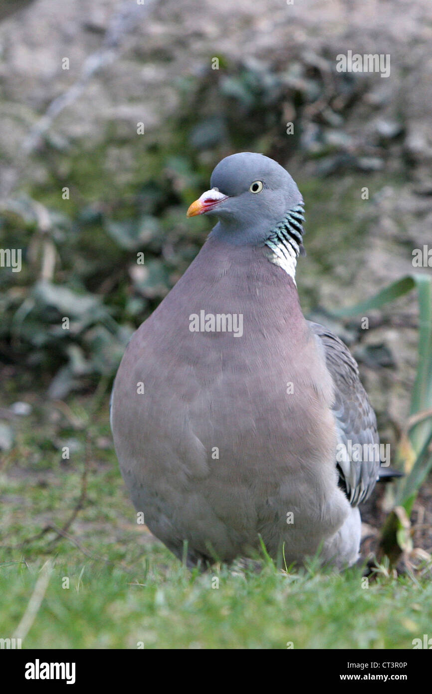 COMMON WOOD PIGEON Stock Photo - Alamy