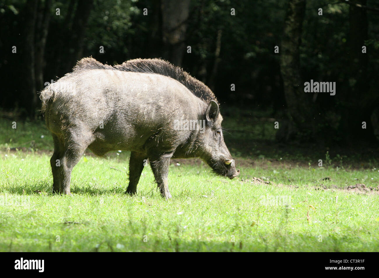 Side profile wild boar sus hi-res stock photography and images - Alamy