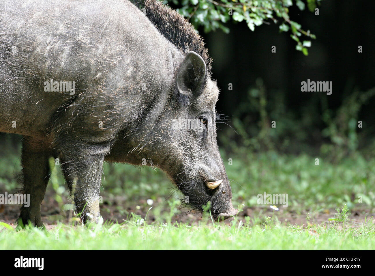 Wild boars heads hi-res stock photography and images - Alamy
