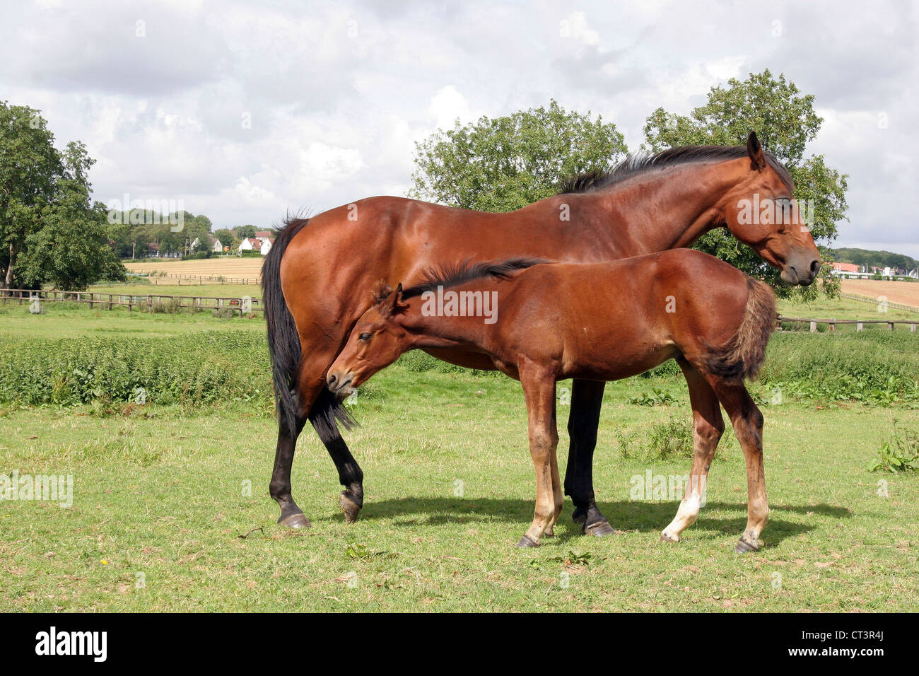 Cuddle puddle animal hi-res stock photography and images - Alamy