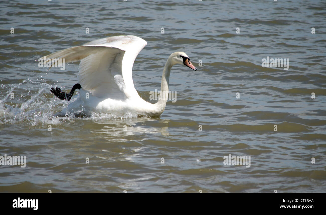 Swan landing on a river Stock Photo - Alamy