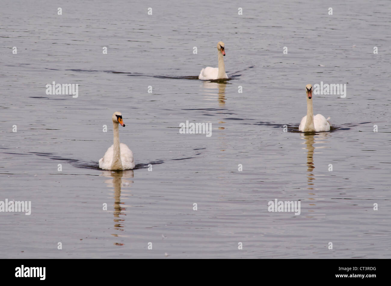 Three swans swimming along a river Stock Photo - Alamy
