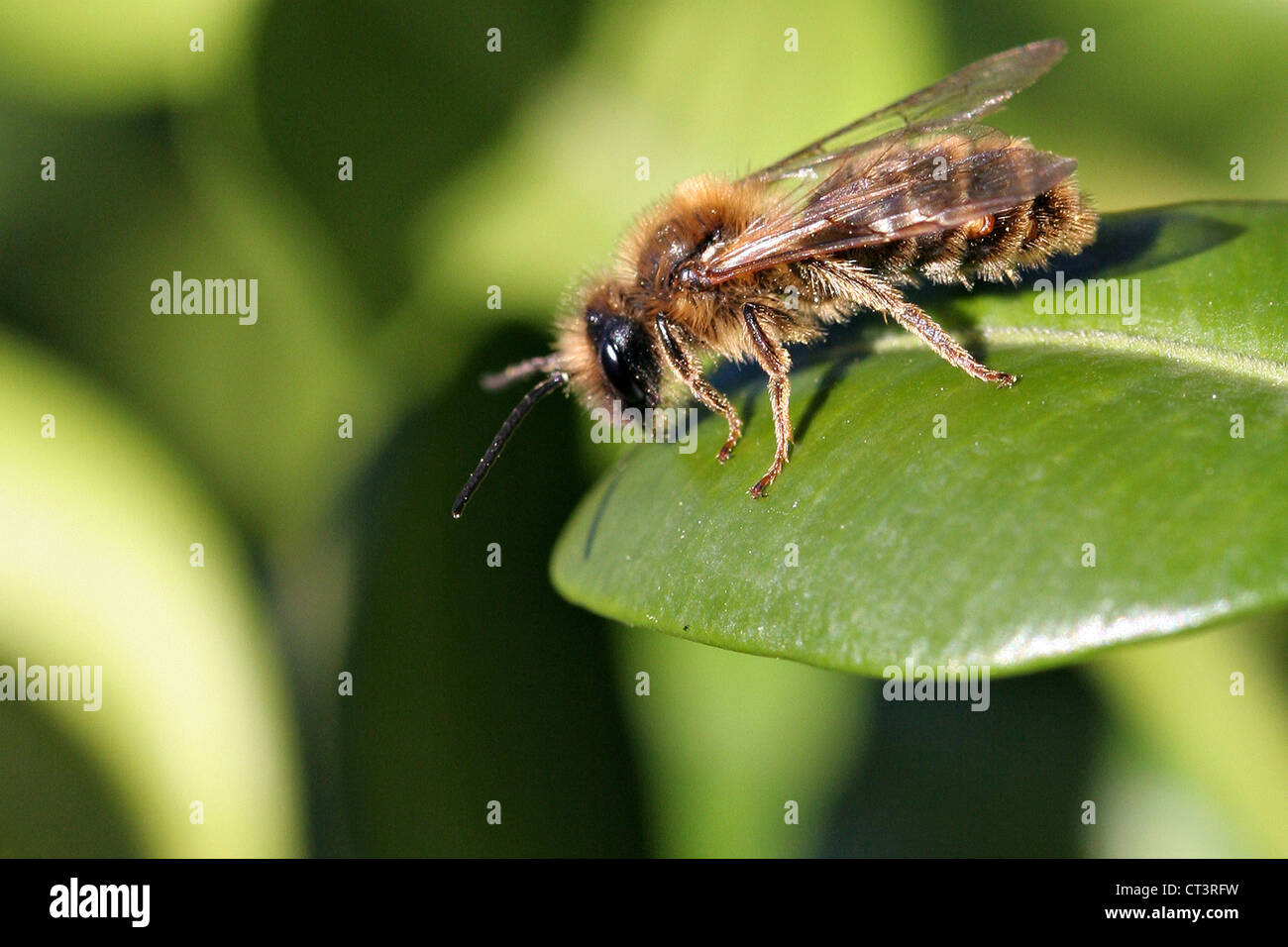 Bee profile hi-res stock photography and images - Alamy
