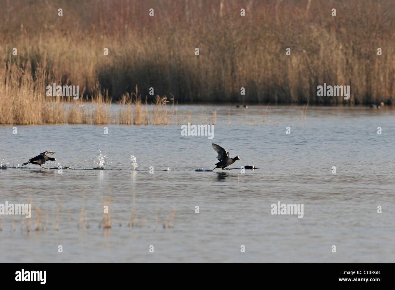 Coots running on water hi-res stock photography and images - Alamy