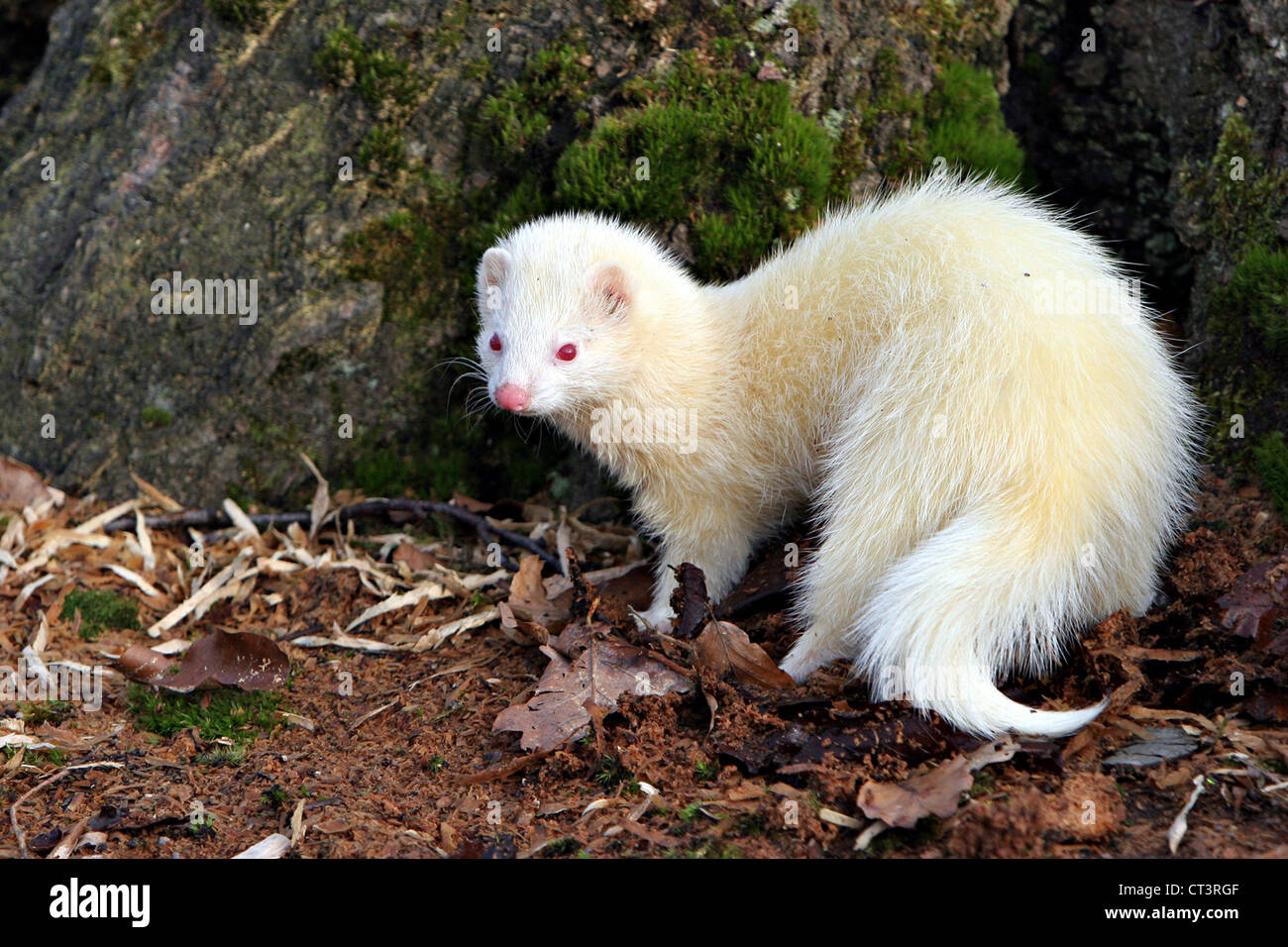 Albinism europe hi-res stock photography and images - Alamy