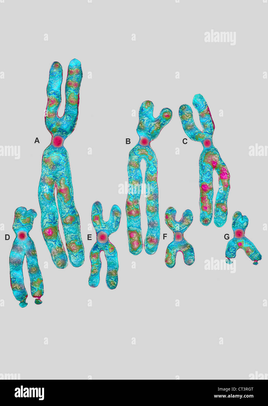 Arrangement of chromosomes hi-res stock photography and images - Alamy