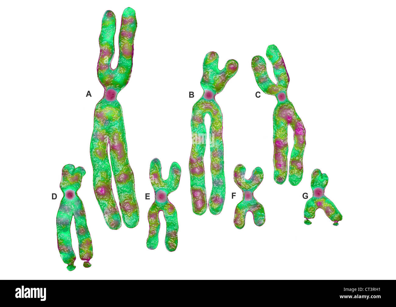 Arrangement of chromosomes hi-res stock photography and images - Alamy