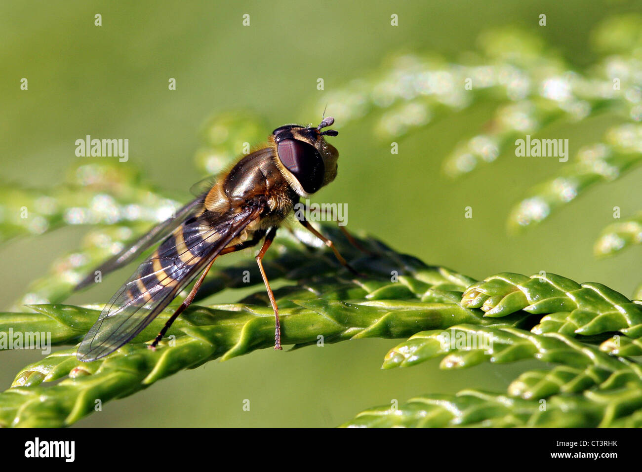 Episyrphus sp hi-res stock photography and images - Alamy