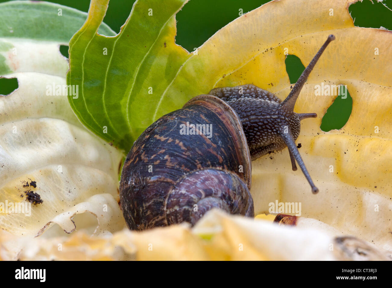 Common garden snail (Cornu aspersum), on variegated hosta leaves ...