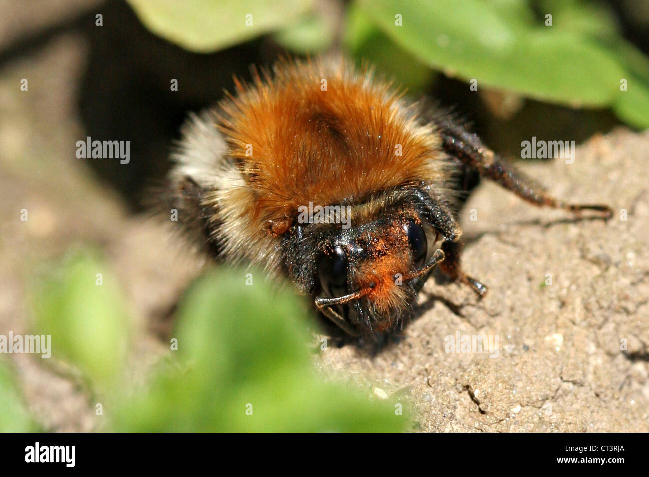 Bee zoom hi-res stock photography and images - Alamy