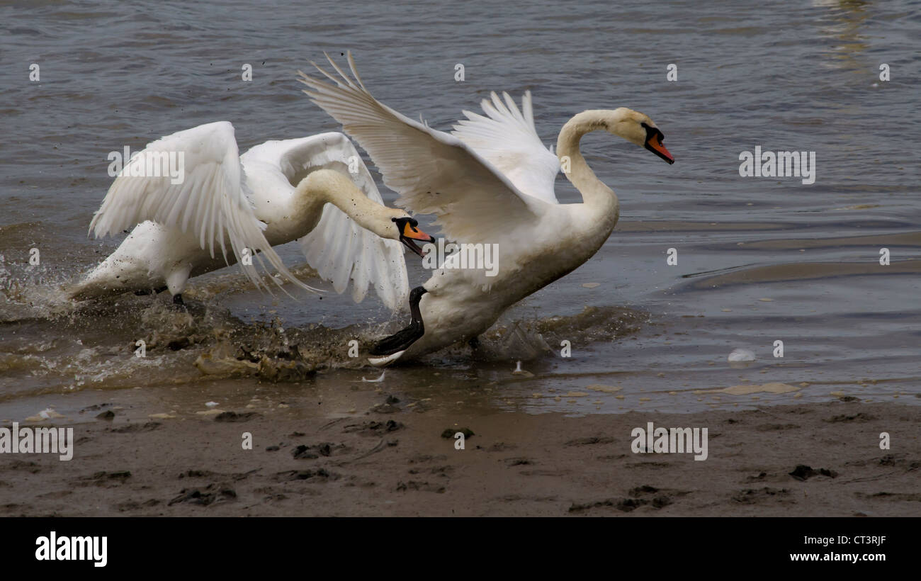 Swans Argue High Resolution Stock Photography and Images - Alamy