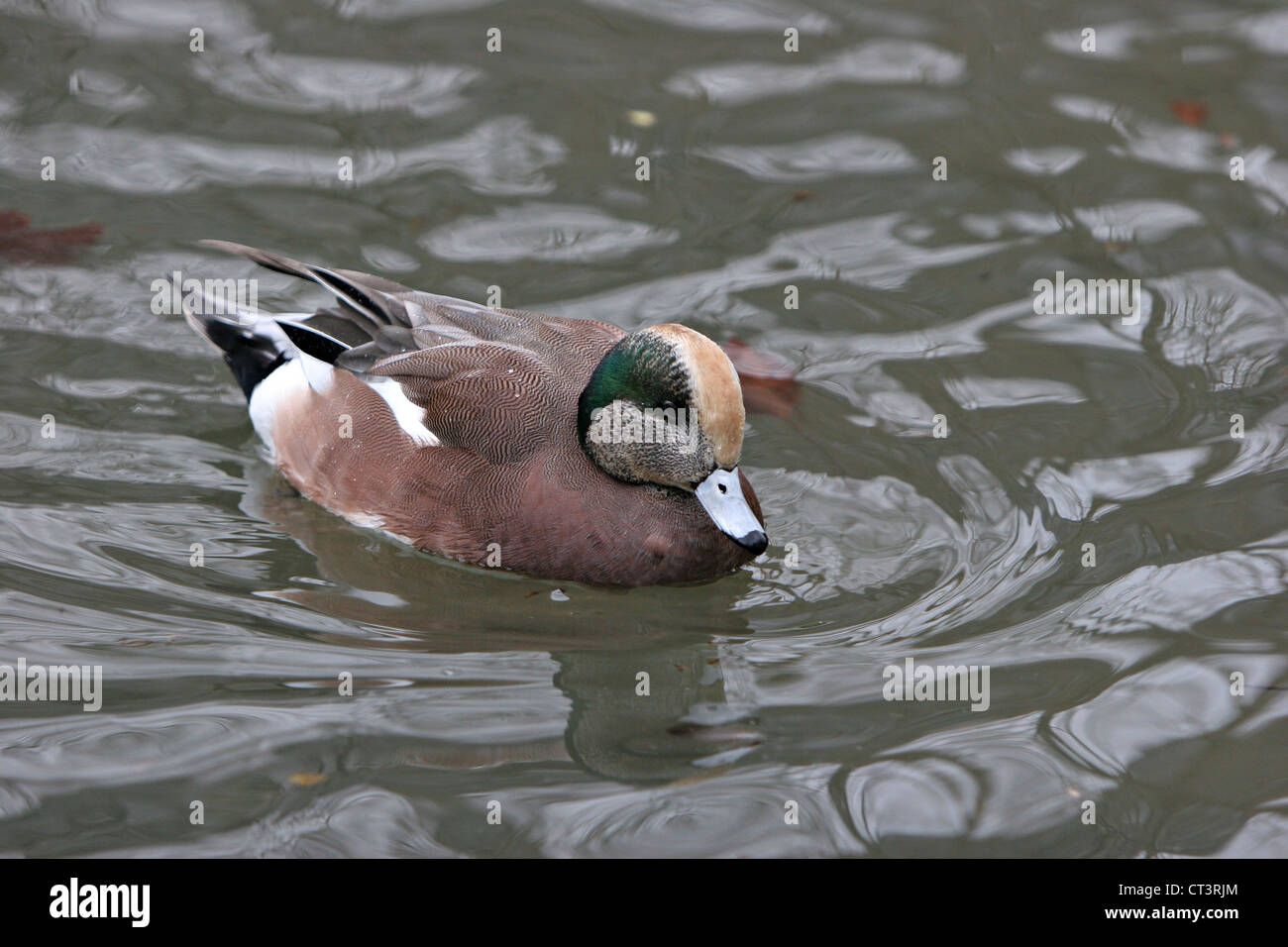 American widgeon ducks hi-res stock photography and images - Alamy