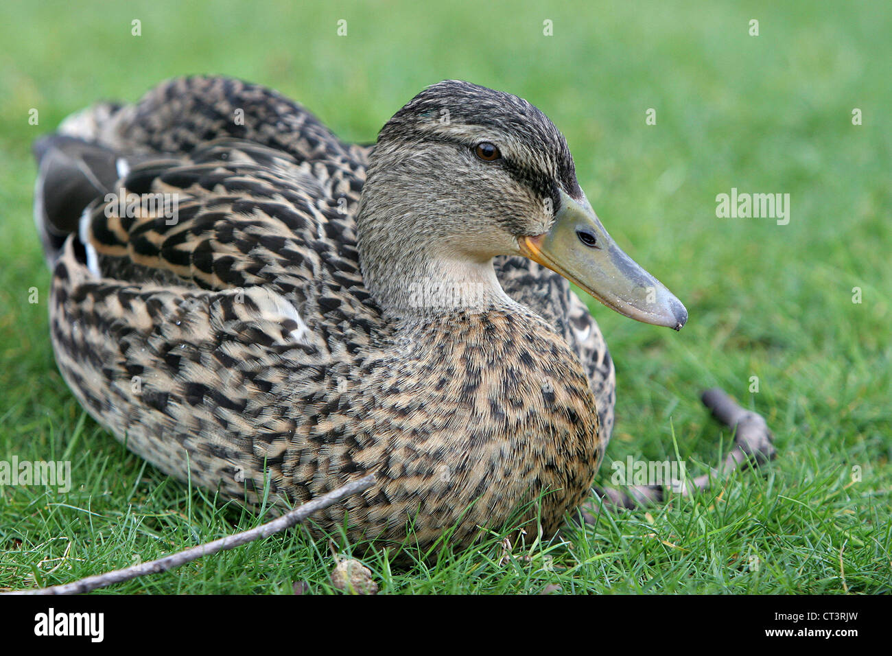 Mallard duck laying down hi-res stock photography and images - Alamy