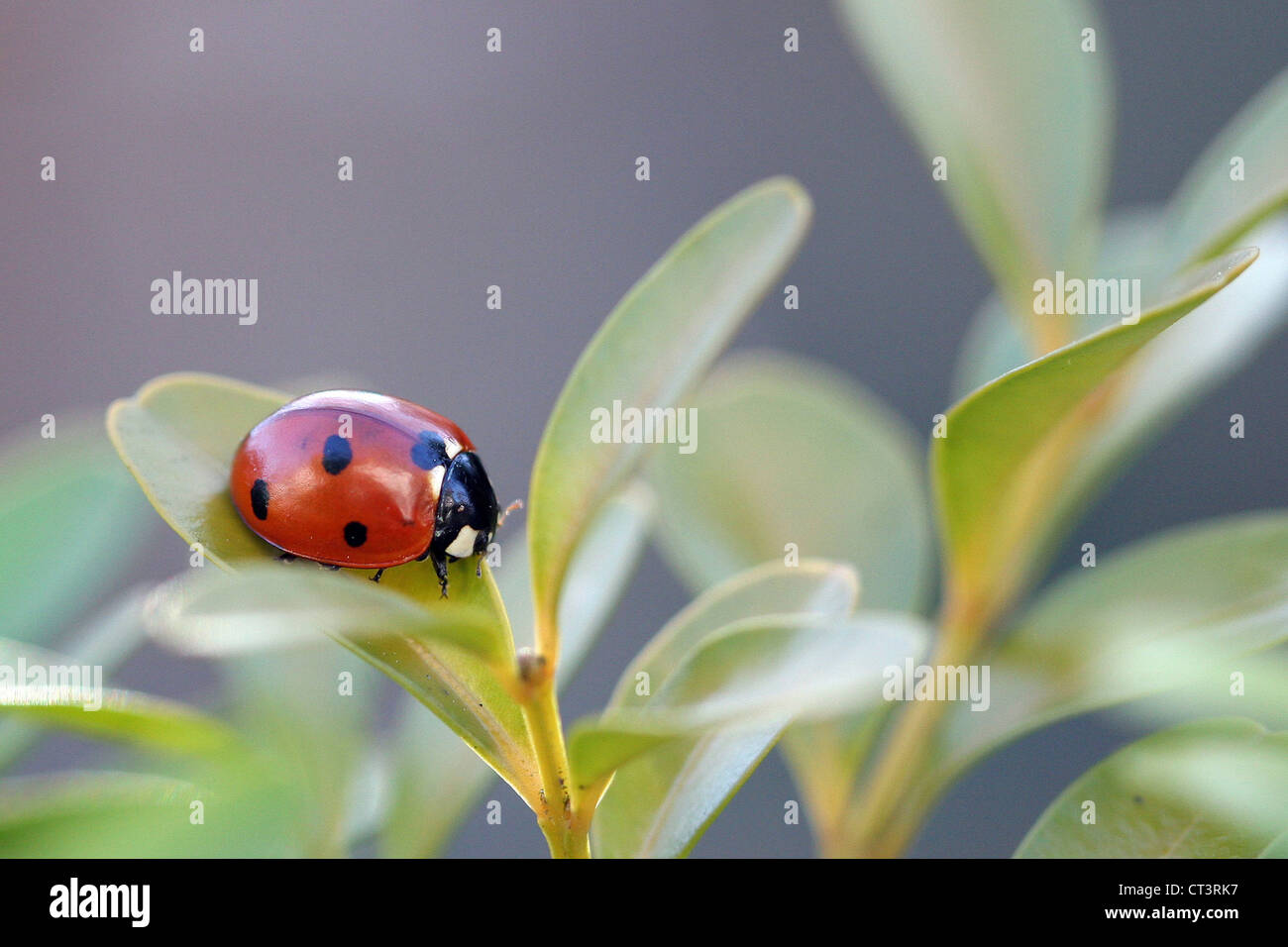 SEVEN SPOT LADYBIRD Stock Photo - Alamy