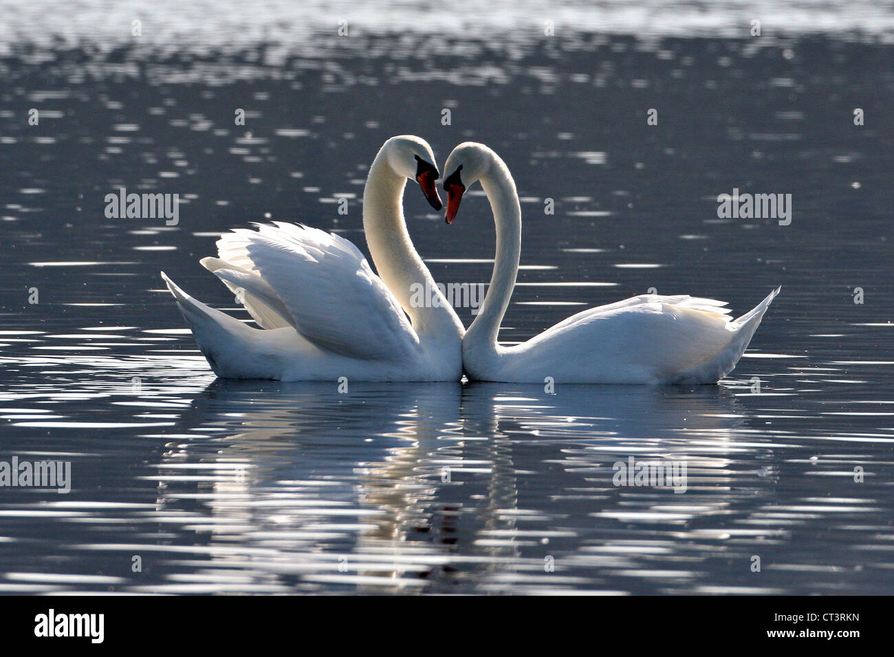 Swan mating dance hi-res stock photography and images - Alamy