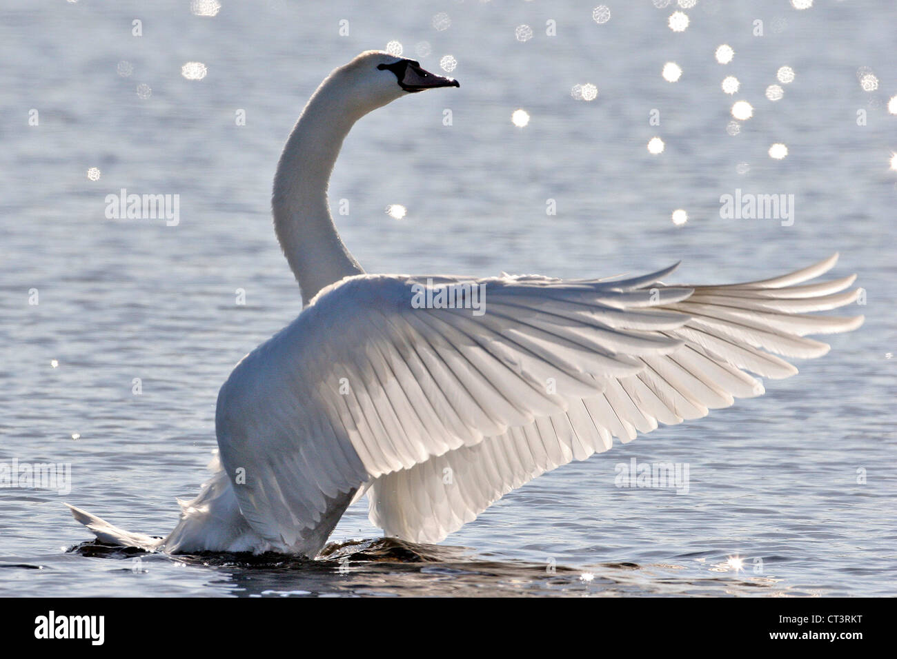 Side view mute swan standing hi-res stock photography and images - Alamy