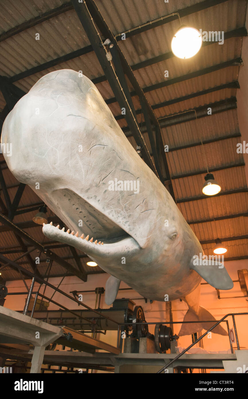 Whale factory horta azores hi-res stock photography and images - Alamy