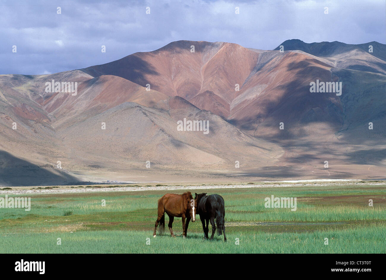 Chang tang tibet hi-res stock photography and images - Alamy