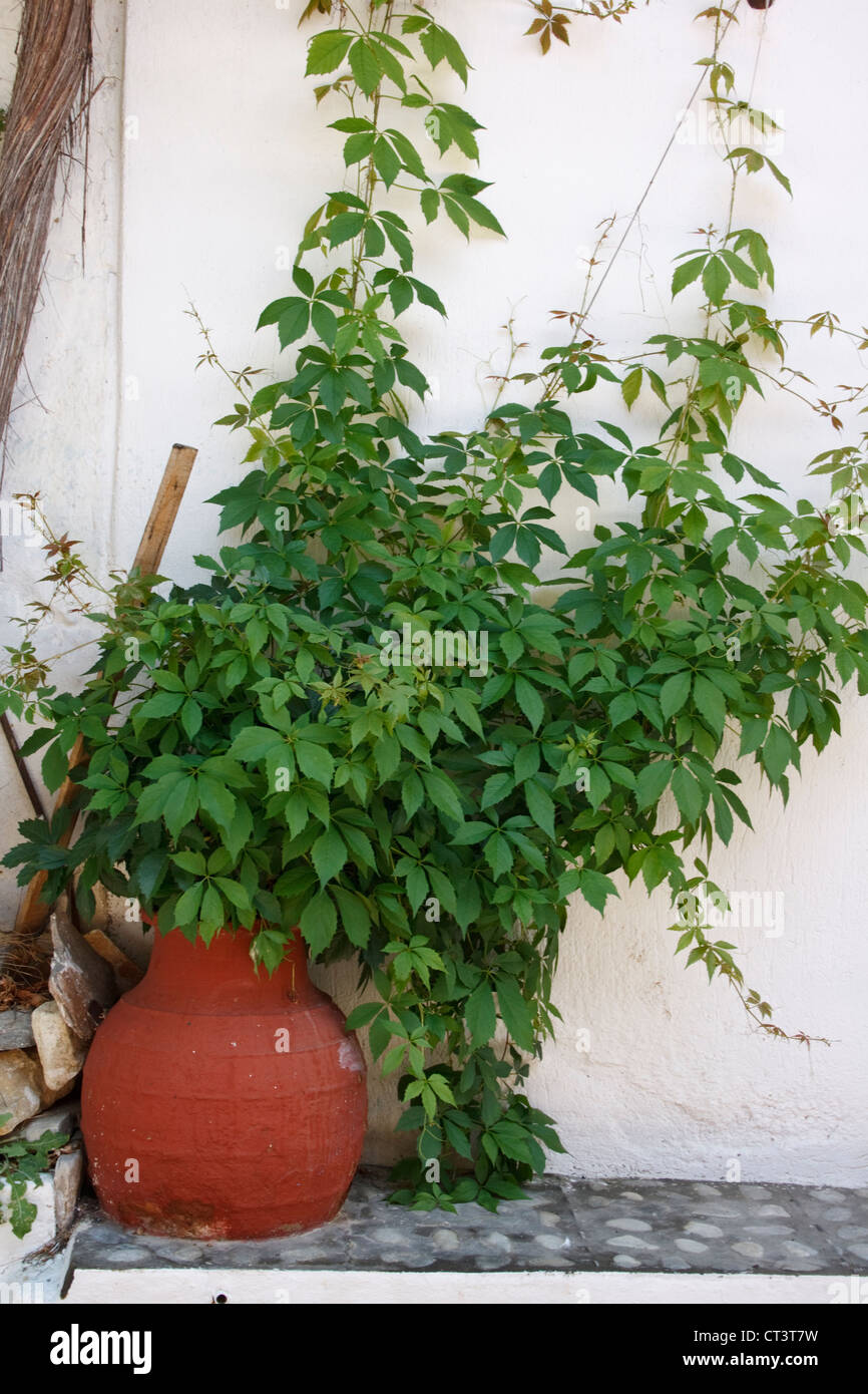 Greek terracotta pot hi-res stock photography and images - Alamy
