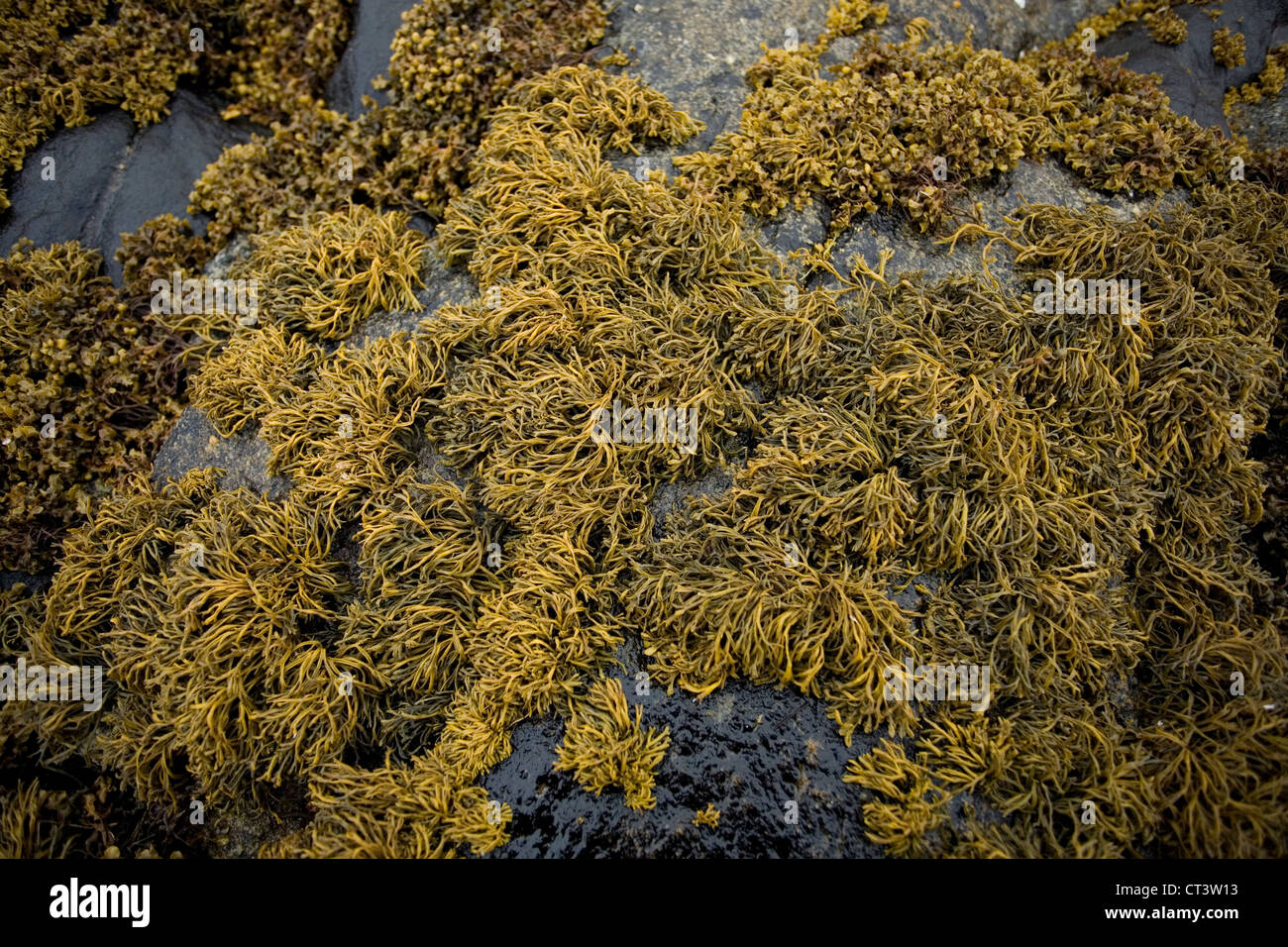 Seaweed on a rock Stock Photo - Alamy