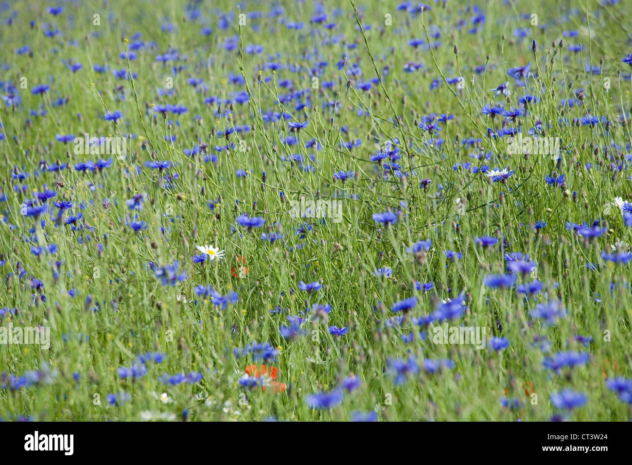 A field of cornflowers Stock Photo - Alamy