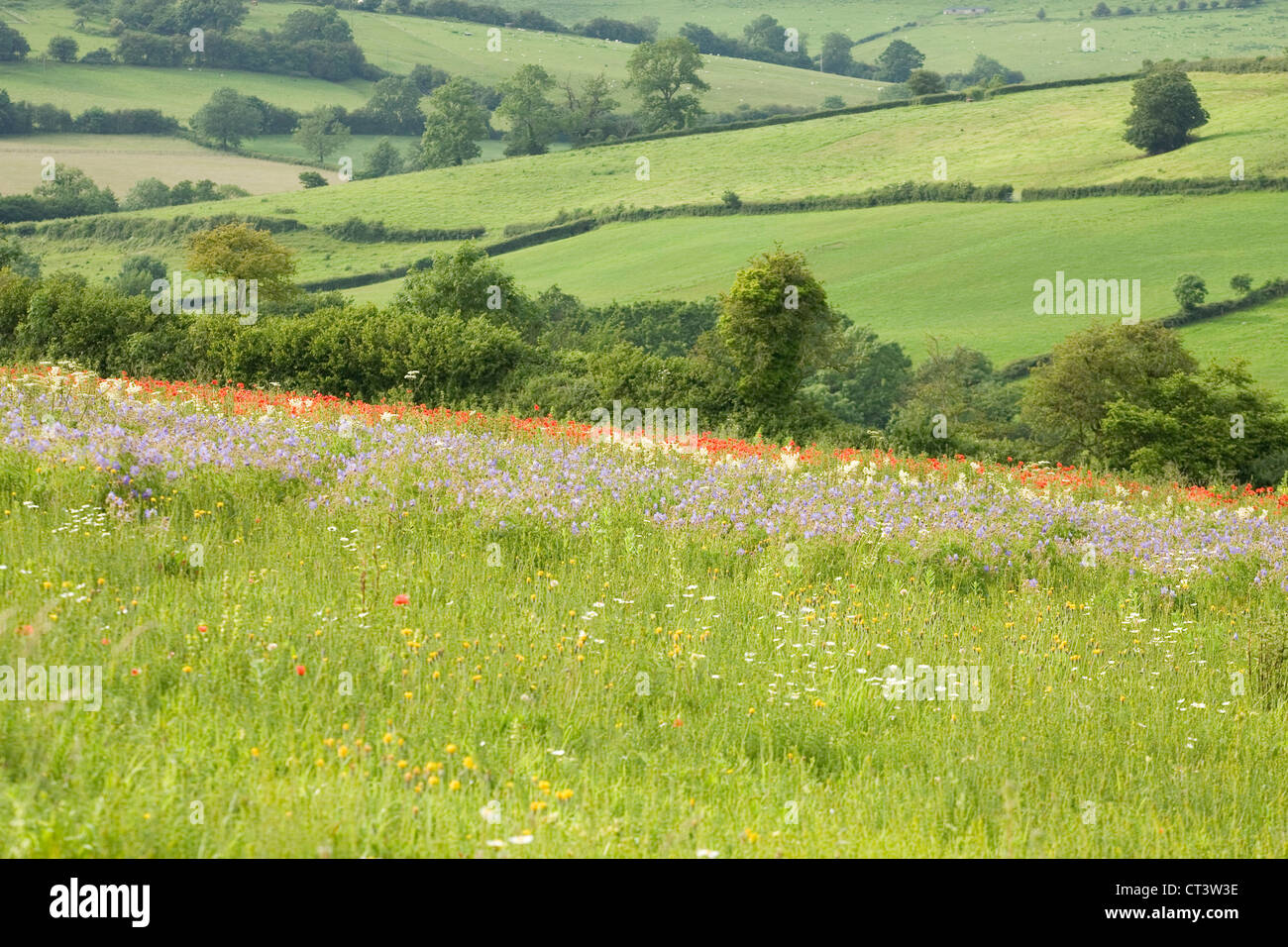 A wildflower meadow in the Cotswolds Stock Photo - Alamy