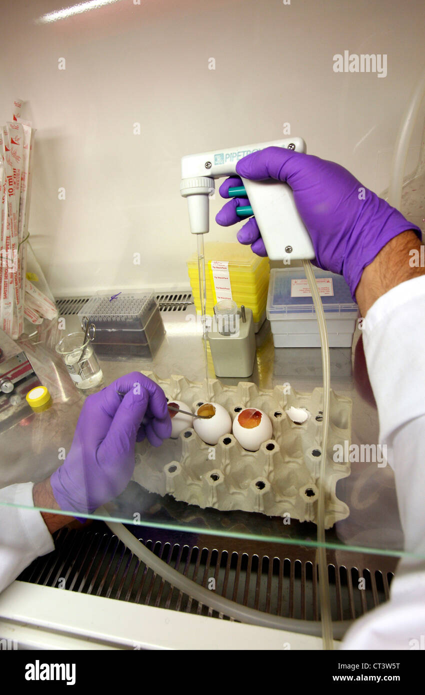 Human eggs laboratory embryo hi-res stock photography and images - Alamy