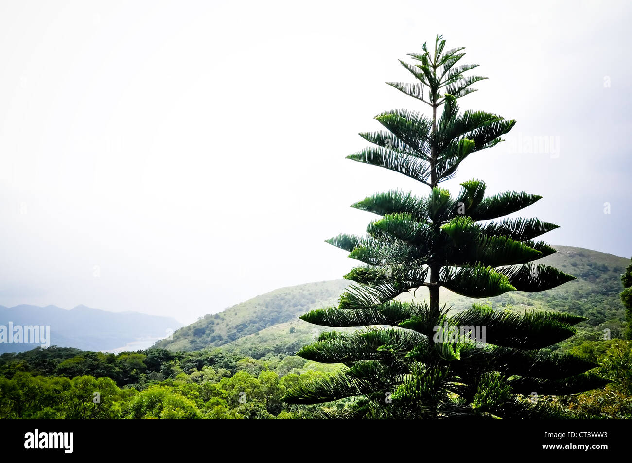 landscape of forest hills and green tree in the foreground Stock Photo ...