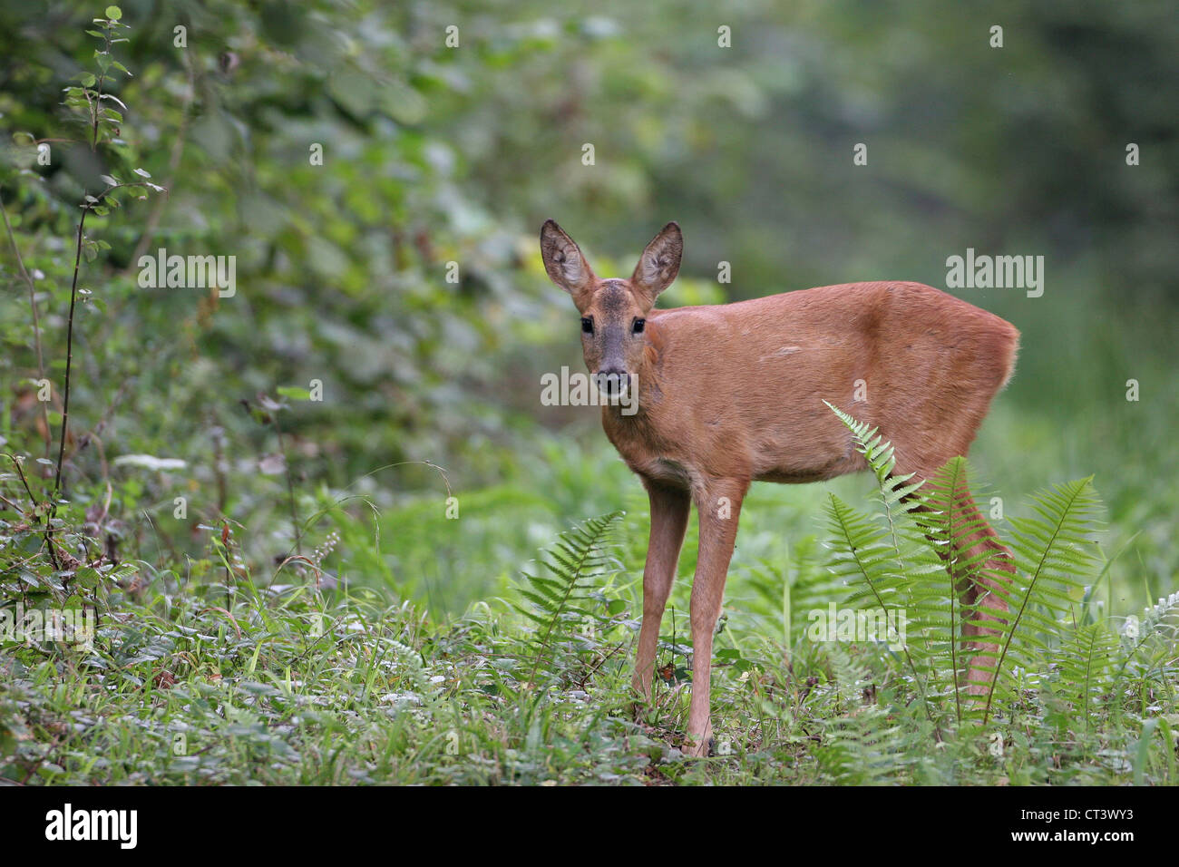WESTERN ROE DEER Stock Photo - Alamy