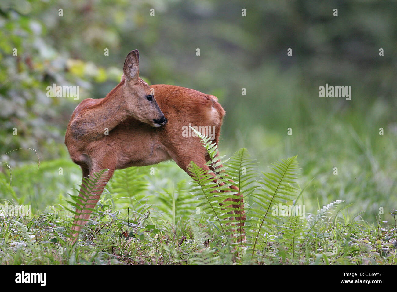 Roe deer female side view hi-res stock photography and images - Alamy